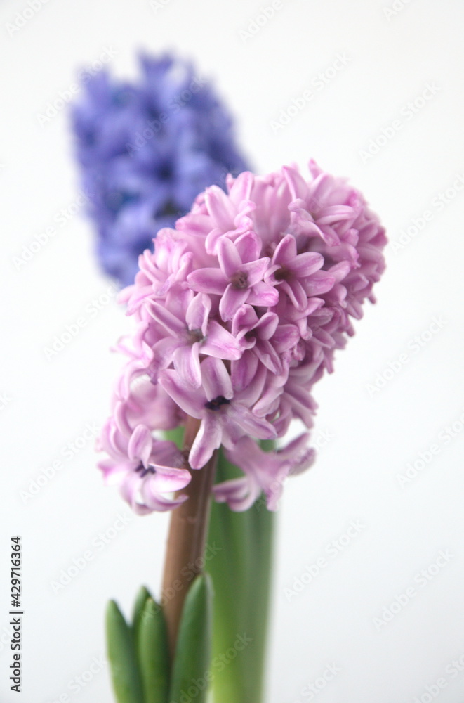 Hyacinth lilac, purple, violet, Hyacinthus orientalis - common, Dutch ...