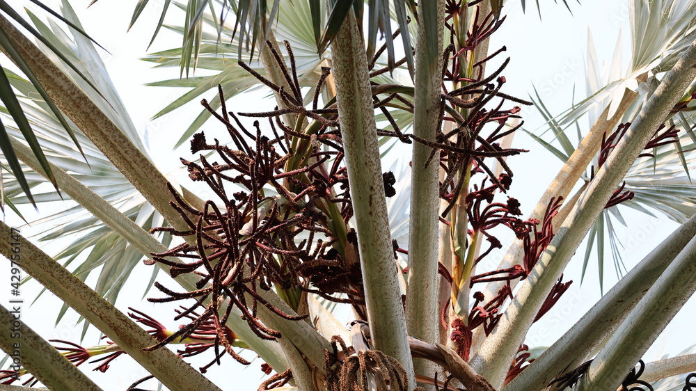 Bismarck palm inflorescence on the tree. Male wreath of Bismarckia ...