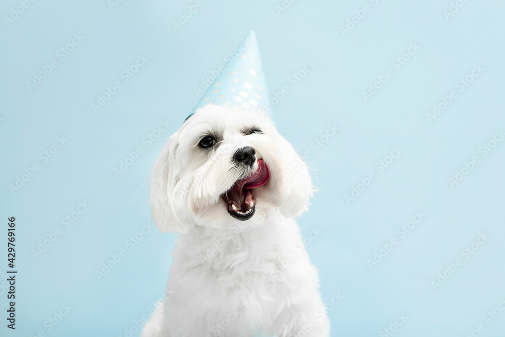 Cute maltese dog wearing party hat licking on blue background with copy ...
