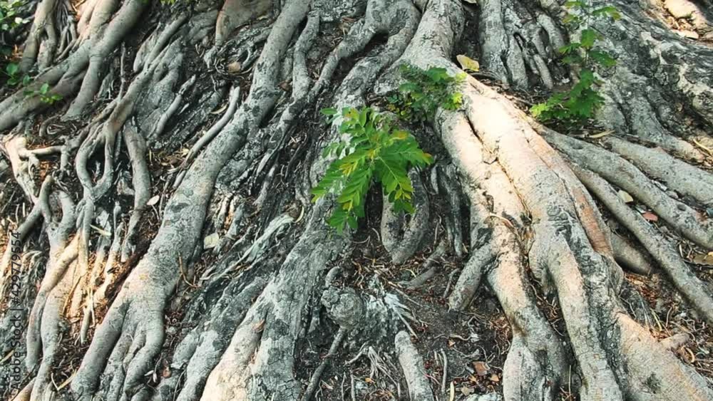 Base of tree, roots of a large old tree (acacia) were bare ...