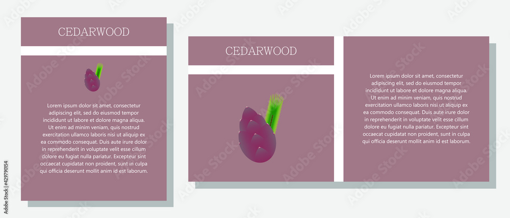 Cedar. Information banner or tag in two designs. Description and useful ...