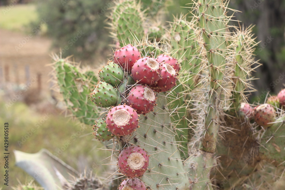 tuna o nopal , planta tropical de la familia de los cactus Stock Photo ...