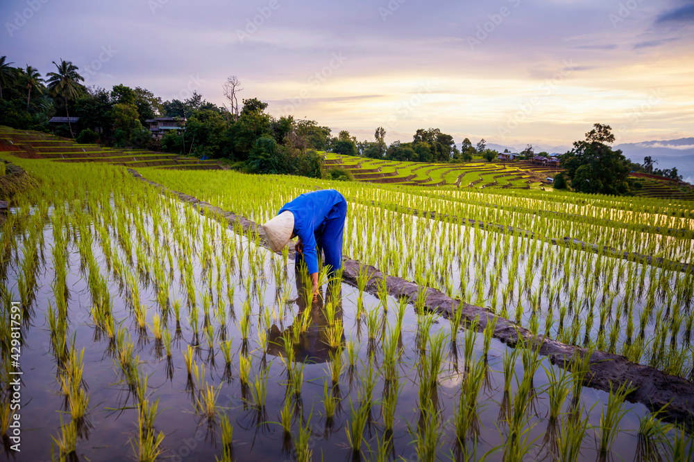 Farmers grow rice in the rainy season. Farmers farming on rice terraces ...