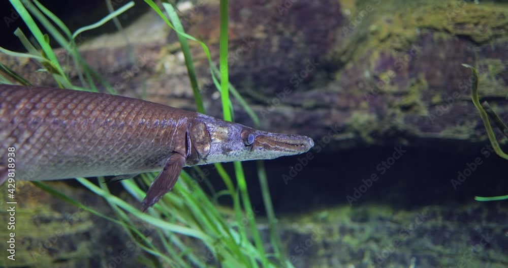 Fish longnose gar (Lepisosteus osseus), also known as longnose garpike ...