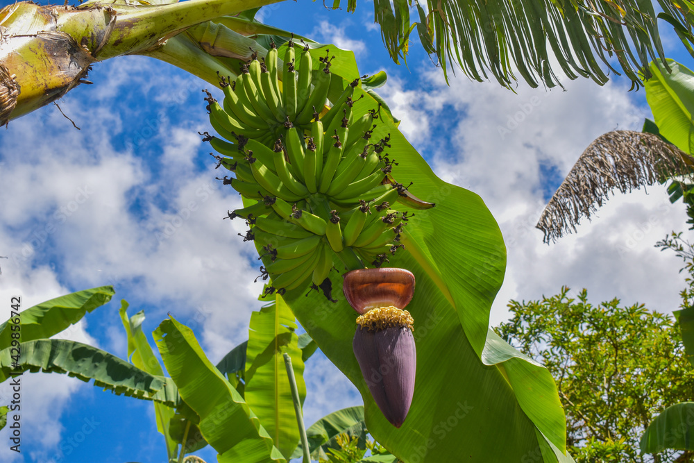 Fruto y flor de un árbol de bananas Stock Photo | Adobe Stock