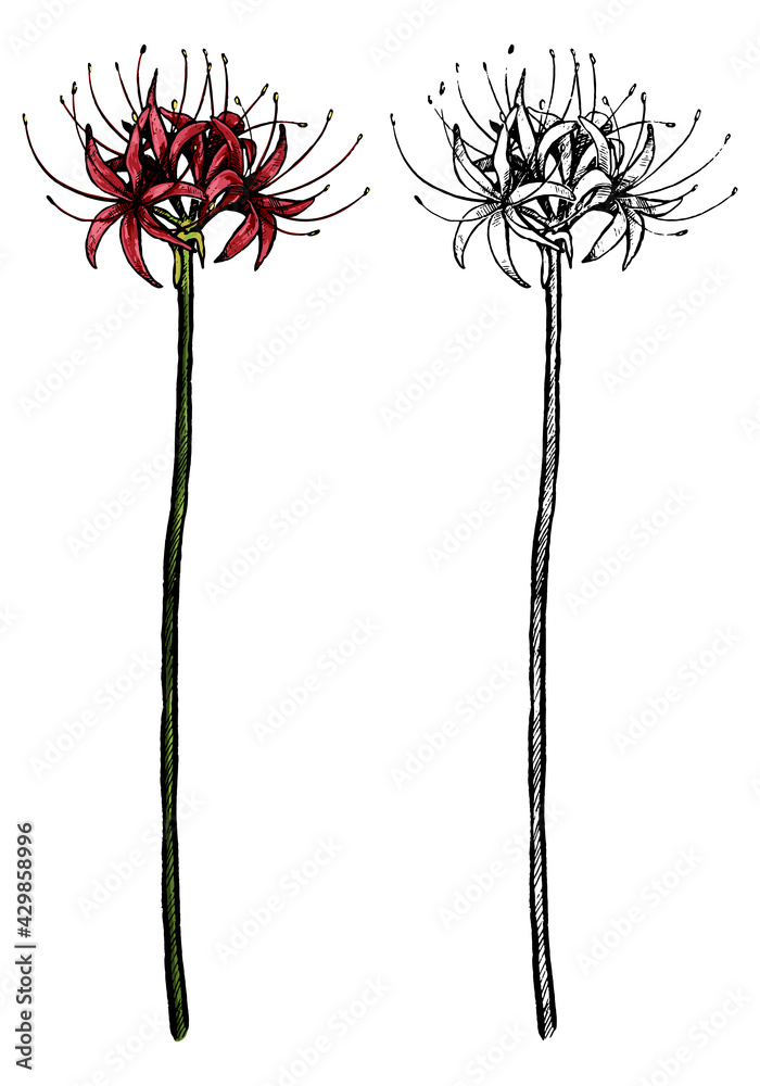 Vetor de Hand drawn vector illustration. Exotic plant Spider lily ...