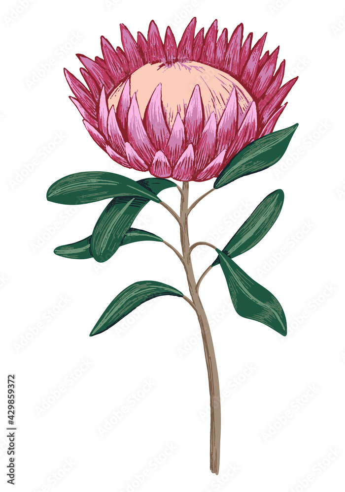 Protea tropical flower. Colored exotic plant drawing. Hand drawn vector ...