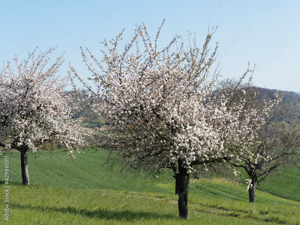 Verger aux pommiers sauvages en fleurs (Malus sylvestris) Stock Photo ...