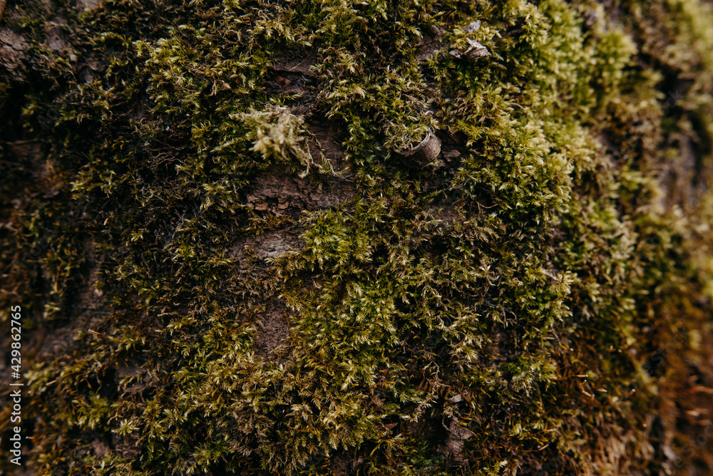 Moss green texture. Moss background. Green moss on grunge texture ...