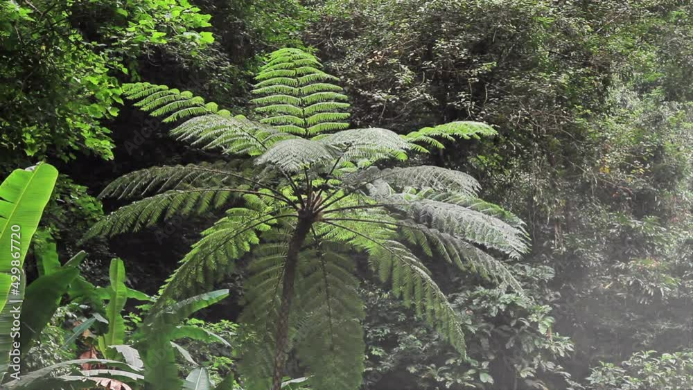 Green tropical fern in a rainforest of the Philippines, Bohol Stock ビデオ ...