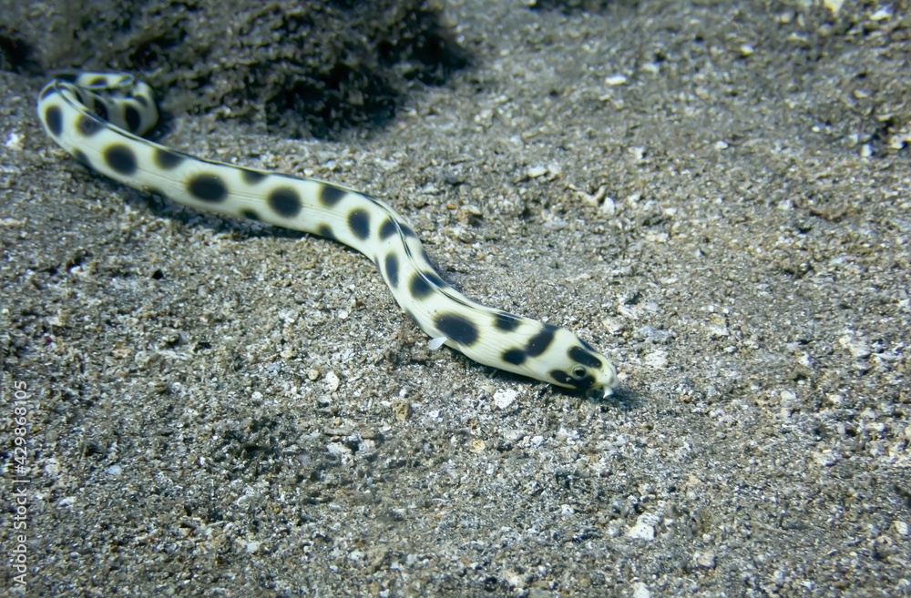 Snake Eel Hunting on Sandy Ocean Floor in Hawaii Stock Photo | Adobe Stock