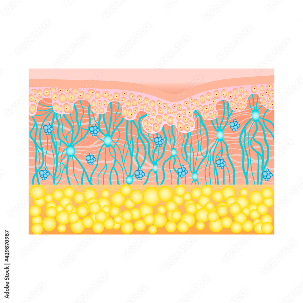 Human skin structure with collagen and elastane fibers, hyaluronic ...