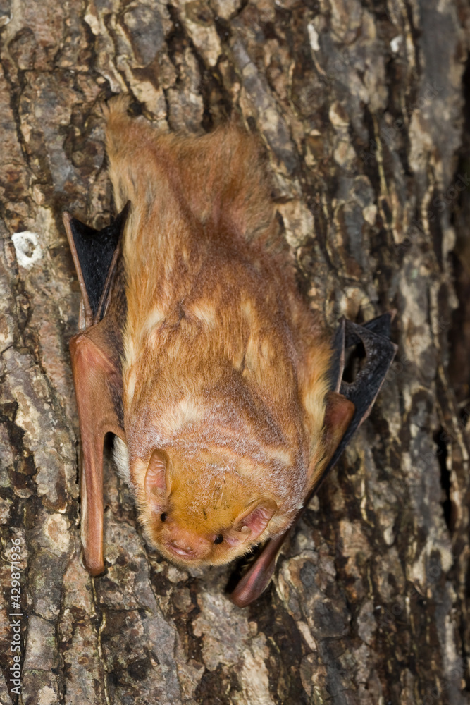 Eastern Red Bat taken in southern MN under controlled conditions Stock ...