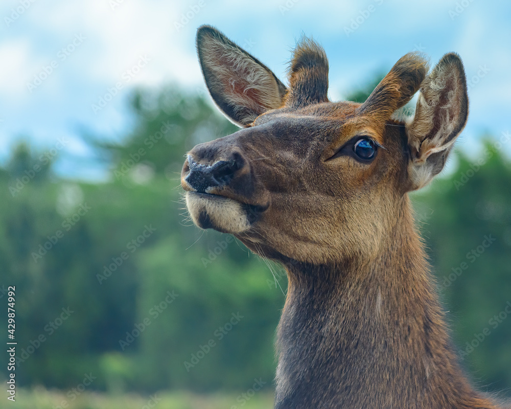 Portrait of a red deer looking at the camera like if he was asking ...