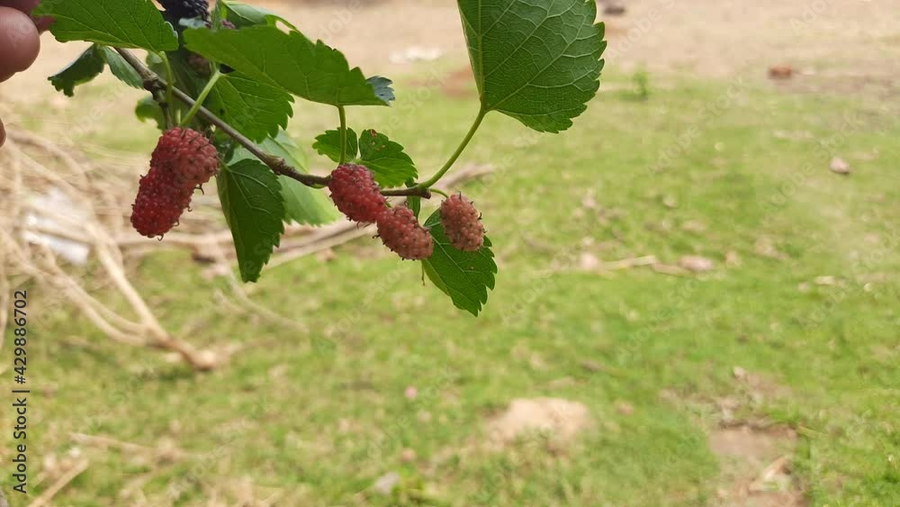 Vídeo do Stock: Red mulberries with green leaves growing in the home garden. This Fruit provides ...