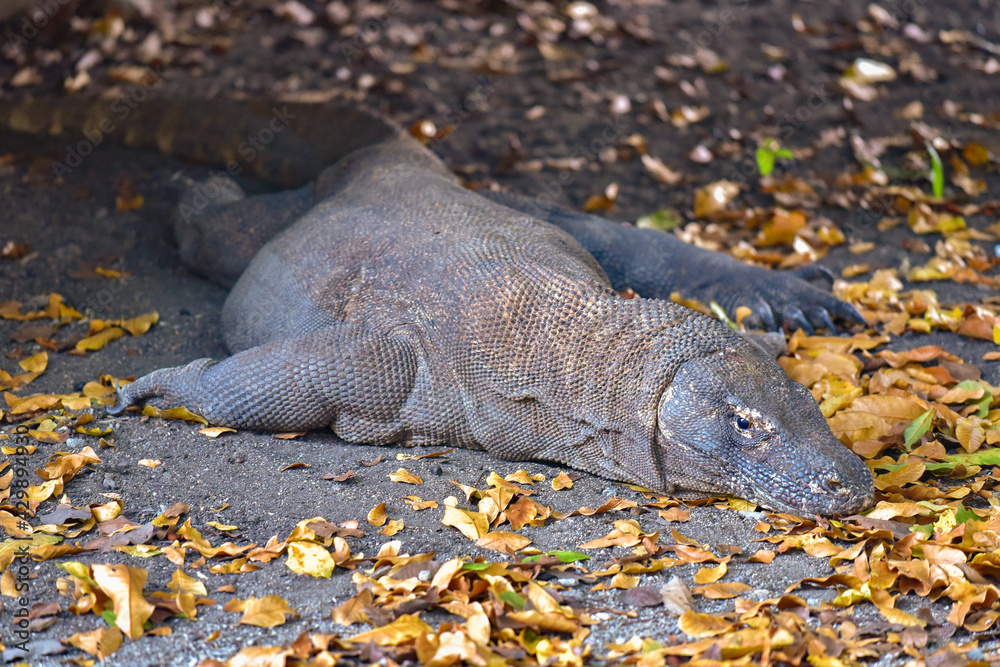 Wild Komodo dragon, the largest species of lizard, at Komodo National ...