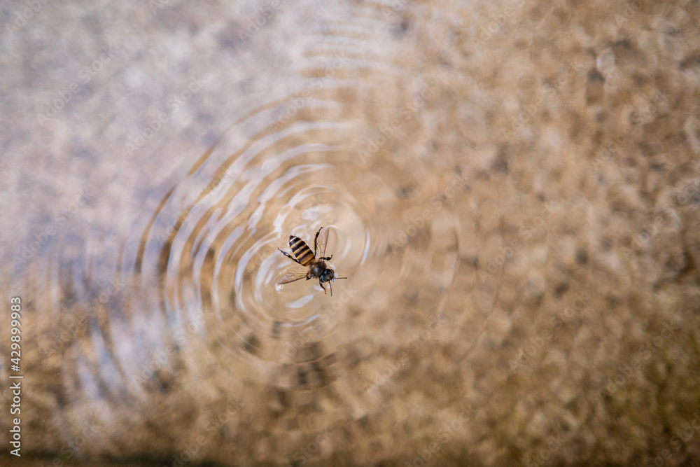 Bees fall into the water,A bee swims in a pool of water making ...