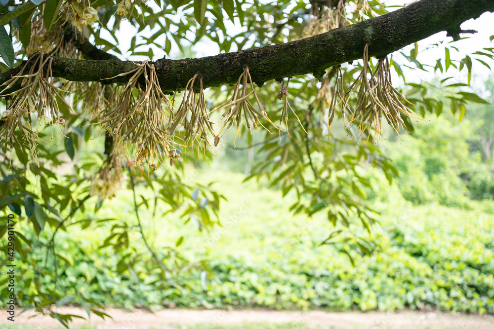 Durian flowers are about to bloom, hanging over the durian tree.,flower ...