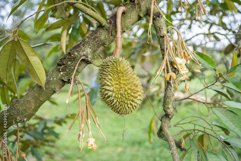 Durian flowers are about to bloom, hanging over the durian tree.,flower ...