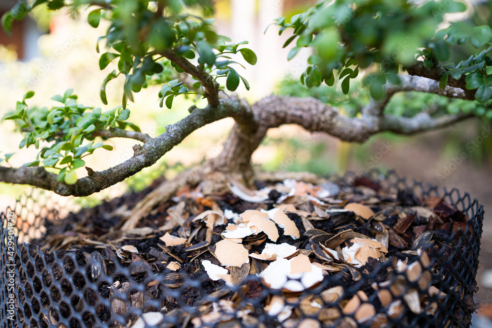 Crushed Shells For Plants