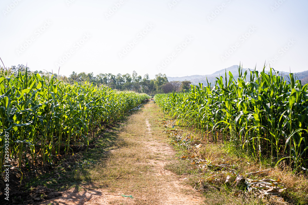 Corn field and corn on the cob,Growing young maize seedling in ...