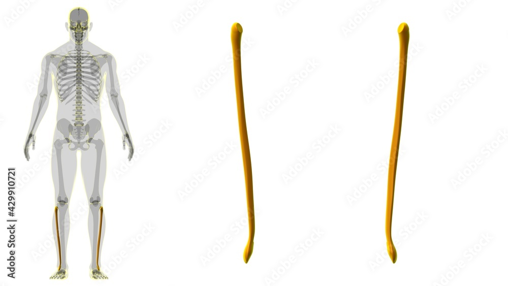 Human skeleton anatomy Fibula Bone 3D Rendering Stock Illustration ...