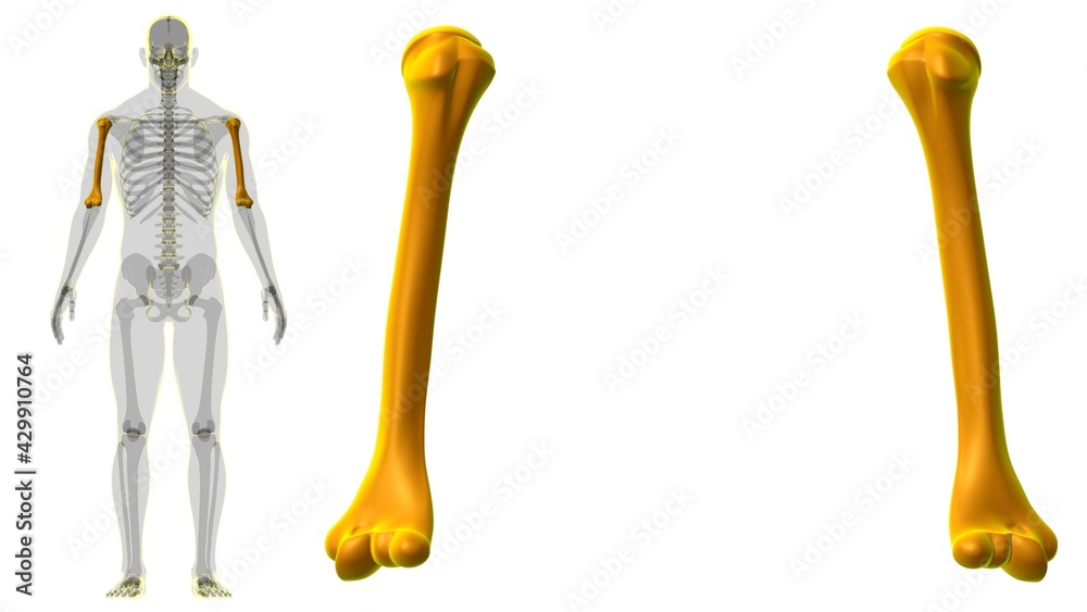 Human skeleton anatomy Humerus Bone 3D Rendering Stock Illustration ...