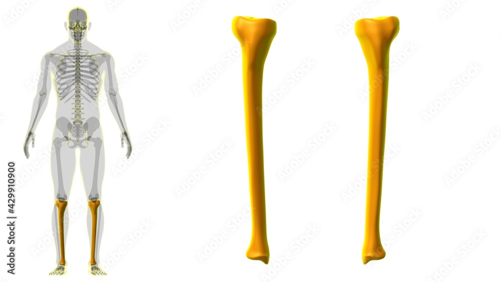 Human skeleton anatomy Tibia Bone 3D Rendering Stock Illustration ...
