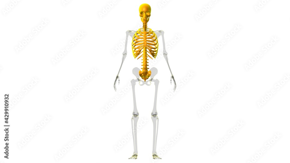 Human Skeleton Axial Skeleton Anatomy 3D Stock Illustration | Adobe Stock