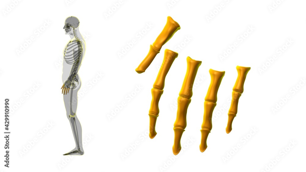 Human Skeleton Hand Phalanges Bone Anatomy For Medical Concept Stock ...