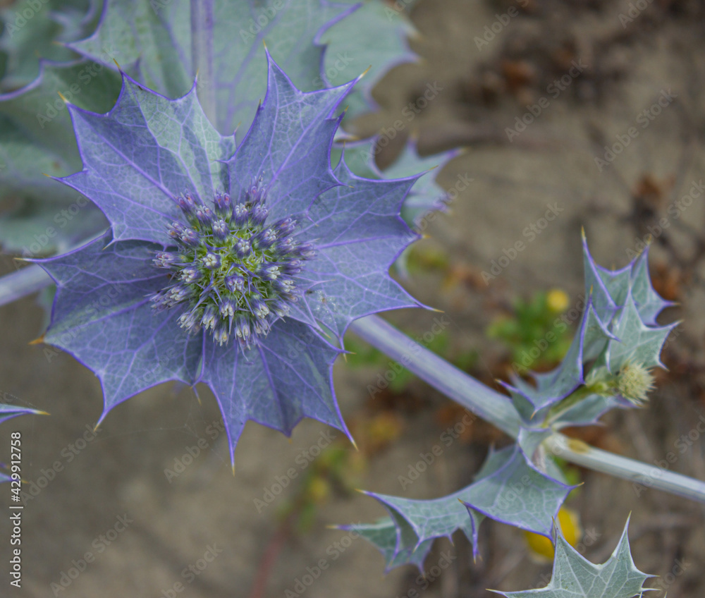 Sea holly flower (Eryngium maritimum) with purple veins on the pale ...