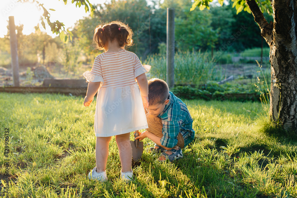 Little brother and sister are planting seedlings with their father in a ...
