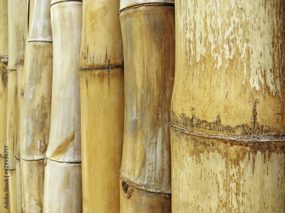 Bamboo cane fence background. Wall texture made of bamboo tubes ...