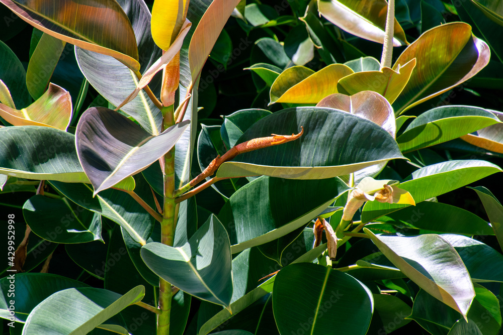 Ficus elastica pertenece a la familia Moraceae Stock Photo | Adobe Stock
