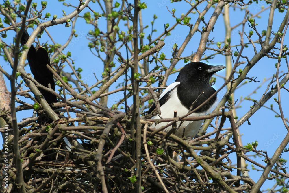 Elster Vogel Pica Pica sitzt im Nest Stock Photo | Adobe Stock