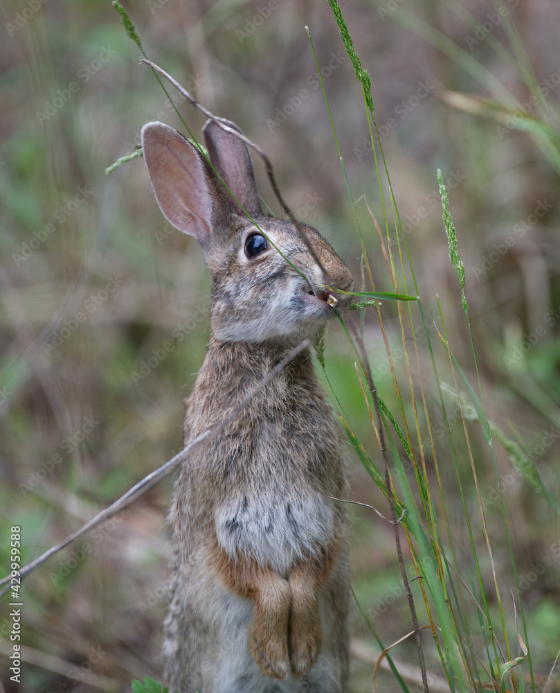 Sylvilagus Idahoensis