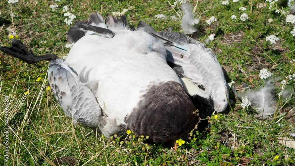 Shot showing a dead black and white Barnacle Goose lying on grassy ...
