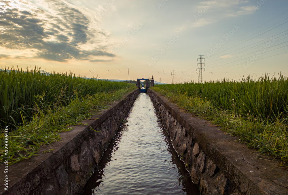 rice field irrigation canal perspective Stock Photo | Adobe Stock