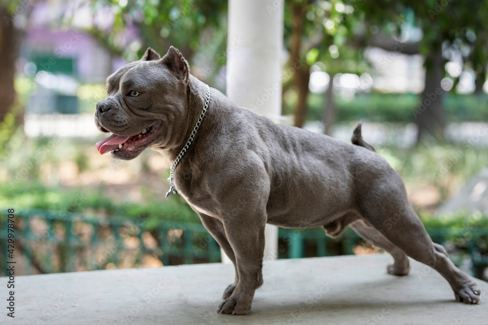 Perro American Bully color gris posando en el parque. Concepto de perro ...