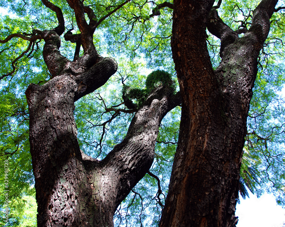 Jacaranda tree from the bottom Buenos Aires, Argentina. Jacaranda is a ...