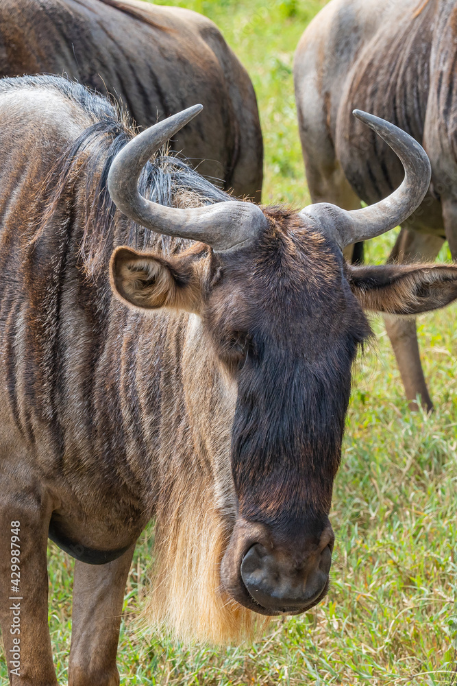 Vertical close up of a Gnu at the Ngorongoro Consevation Centre ...