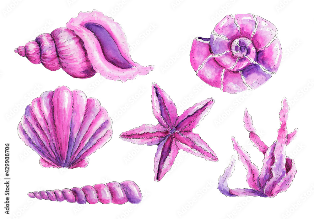 Watercolor pink seashells set. Starfish, seaweed. Isolated, white ...