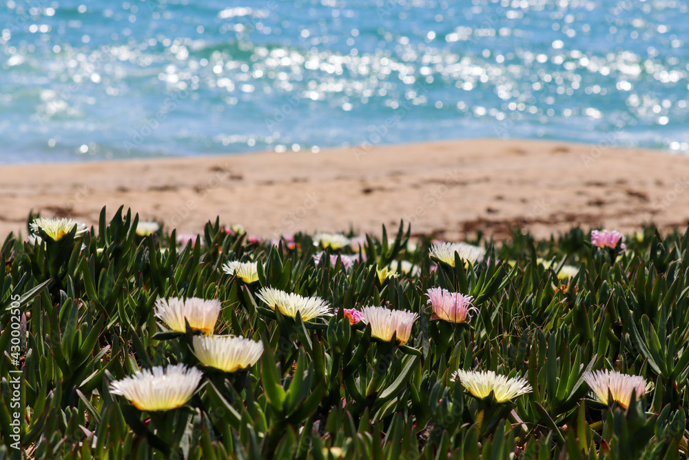 Invasive plants in the coastal areas of the Mediterranean Stock Photo ...