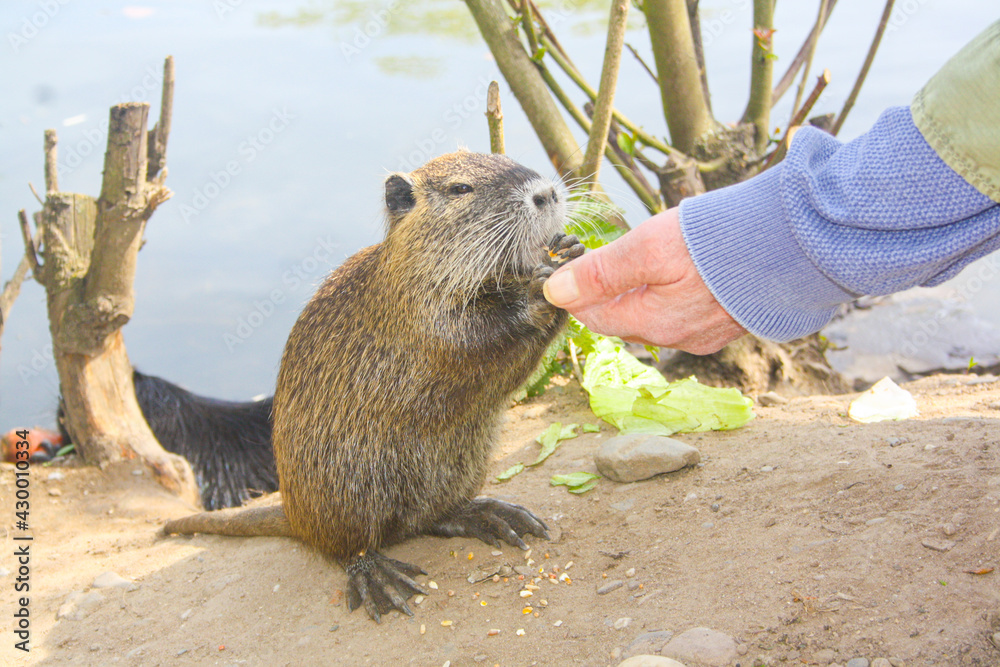 animal, beaver rat, body length, body shape, brown, carrot, coypu ...