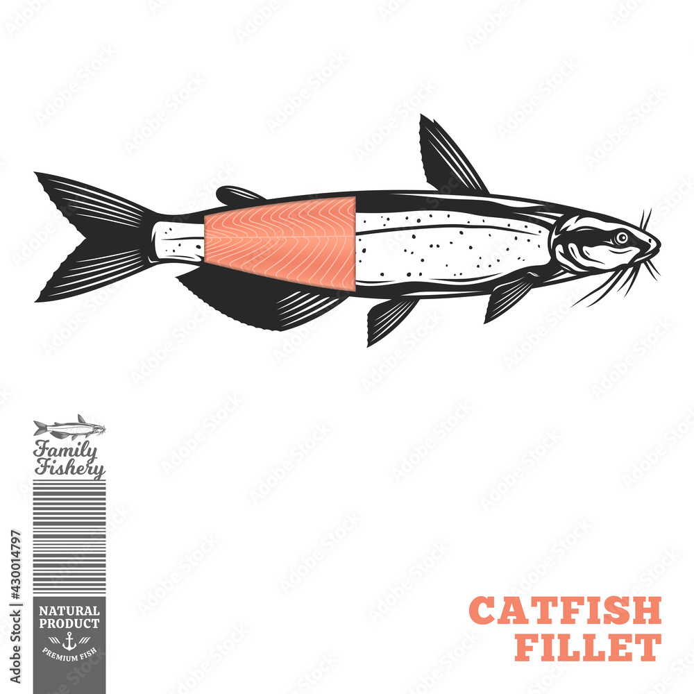 Vector channel catfish fish illustration with fillet part Stock Vector ...