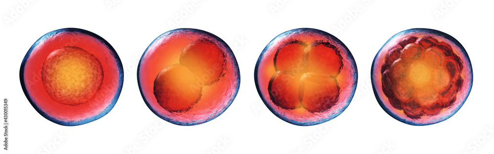 Poster Early stages of embryonic development (embryogenesis) isolated ...