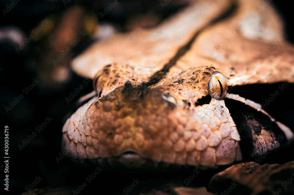 Bitis gabonica - Gabonese viper in detail on the head. Stock Photo ...