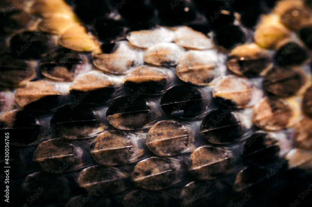 Bitis gabonica - Gabonese viper in detail on the skin. Stock Photo ...