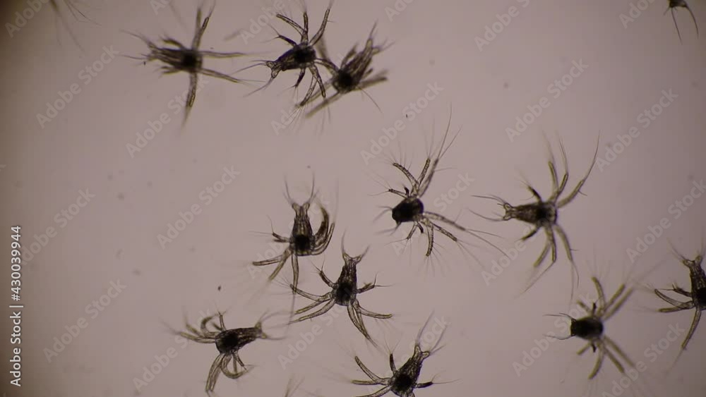 Nauplius larva of white shrimp swimming in sea water under microscope ...