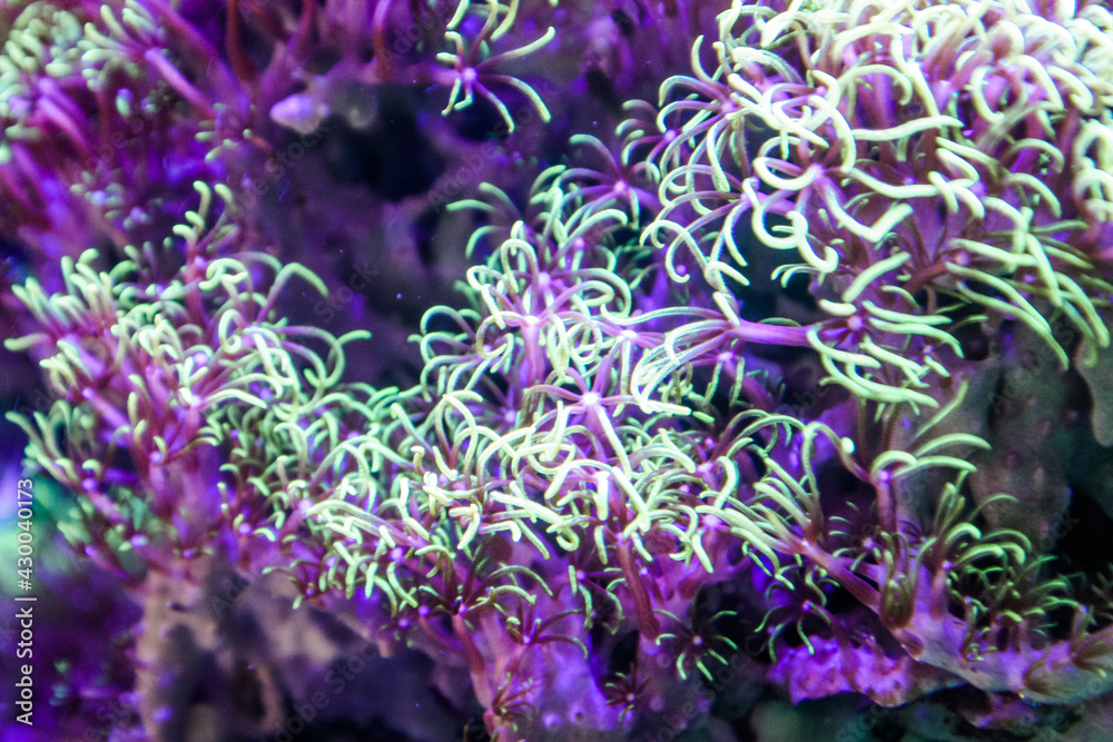 Green star polyps in our aquarium Stock Photo | Adobe Stock